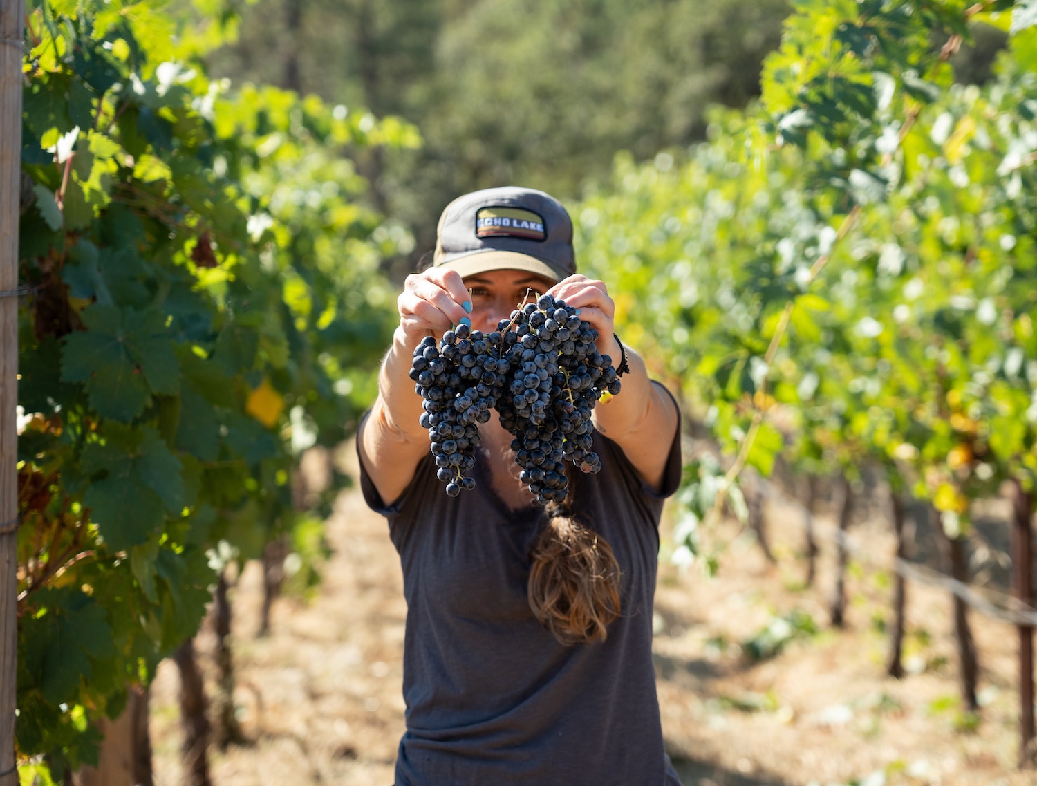 That's a Wrap: Moments from Harvest 2022 - Red Lily Vineyards